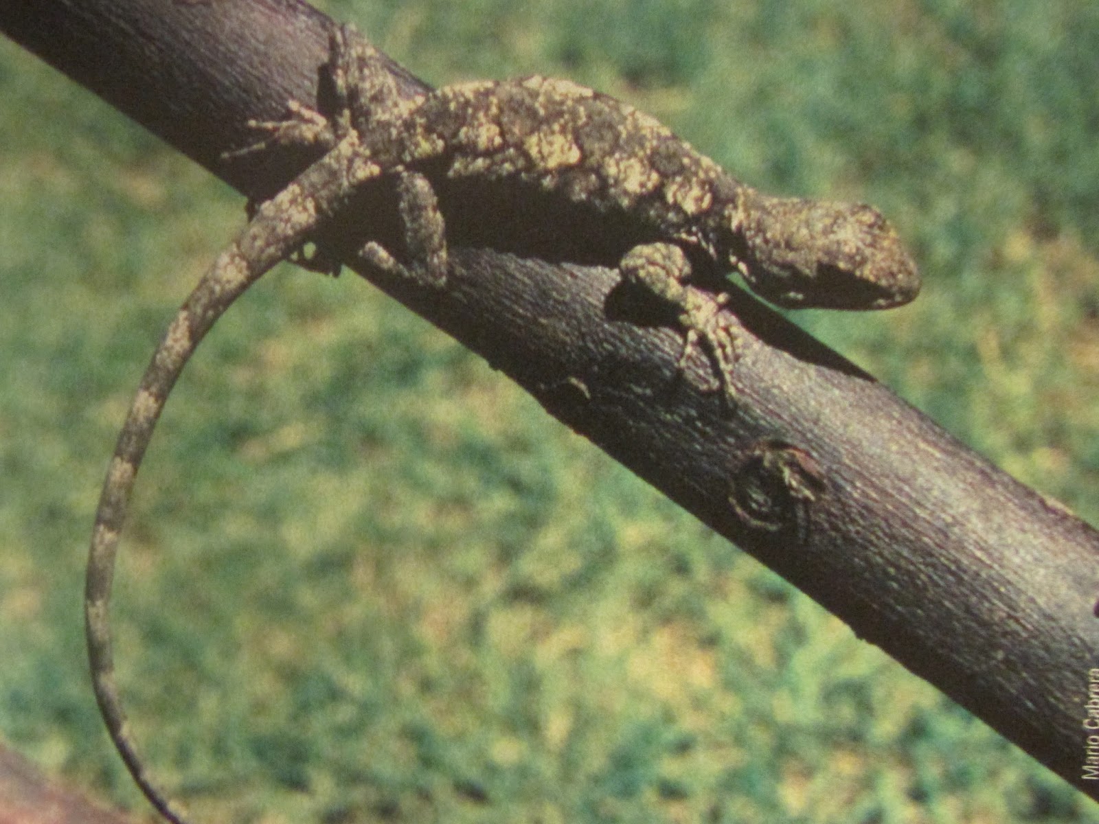 Argentina nativa: Lagarto arborícola chaqueño (Urostrophus gallardoi)