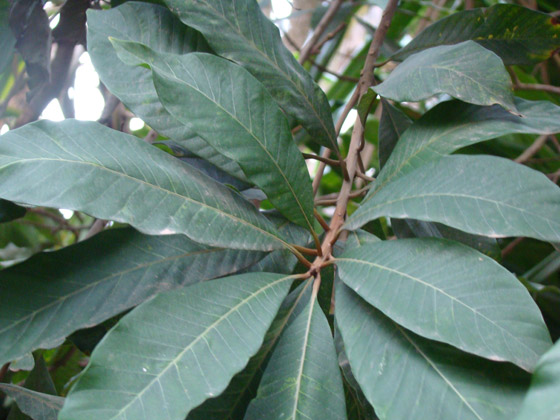 Lucma (Pouteria macrophylla)