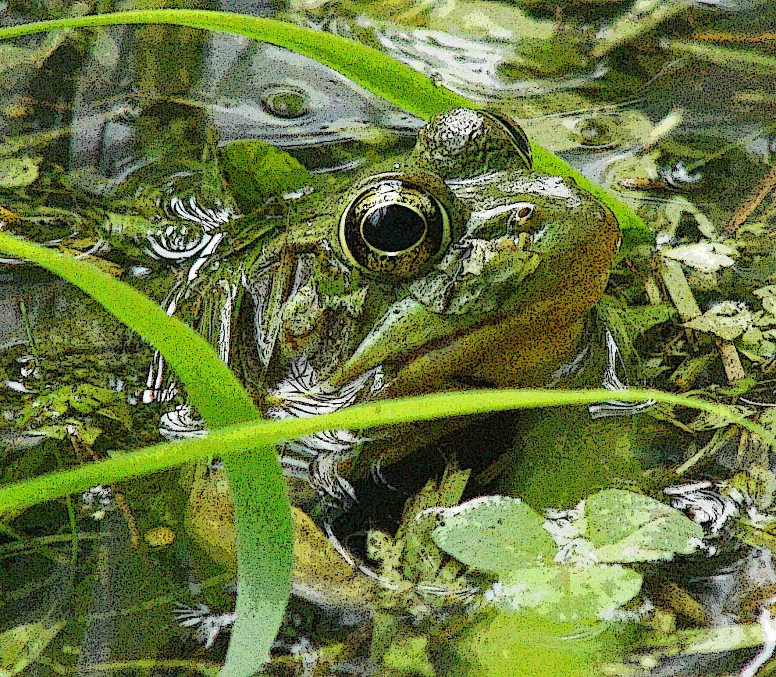 Divine Nature: Basho's Frog Haiku