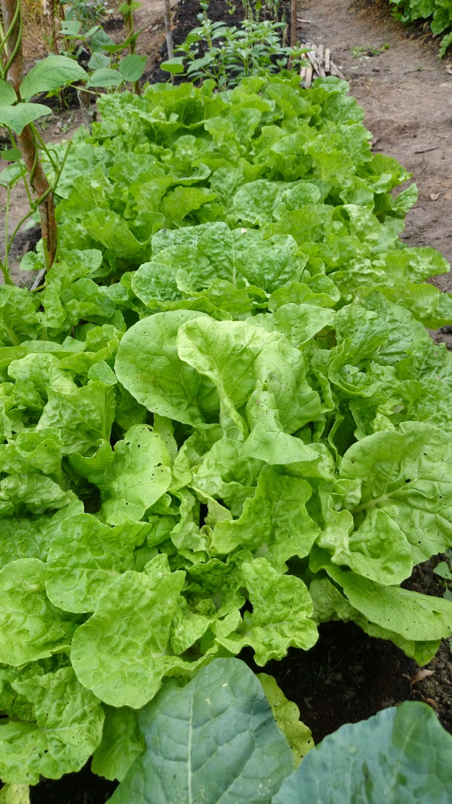 CARA DAN PANDUAN MENANAM SAWI KERINTING - Rangkuman Cara Bertanam Lengkap