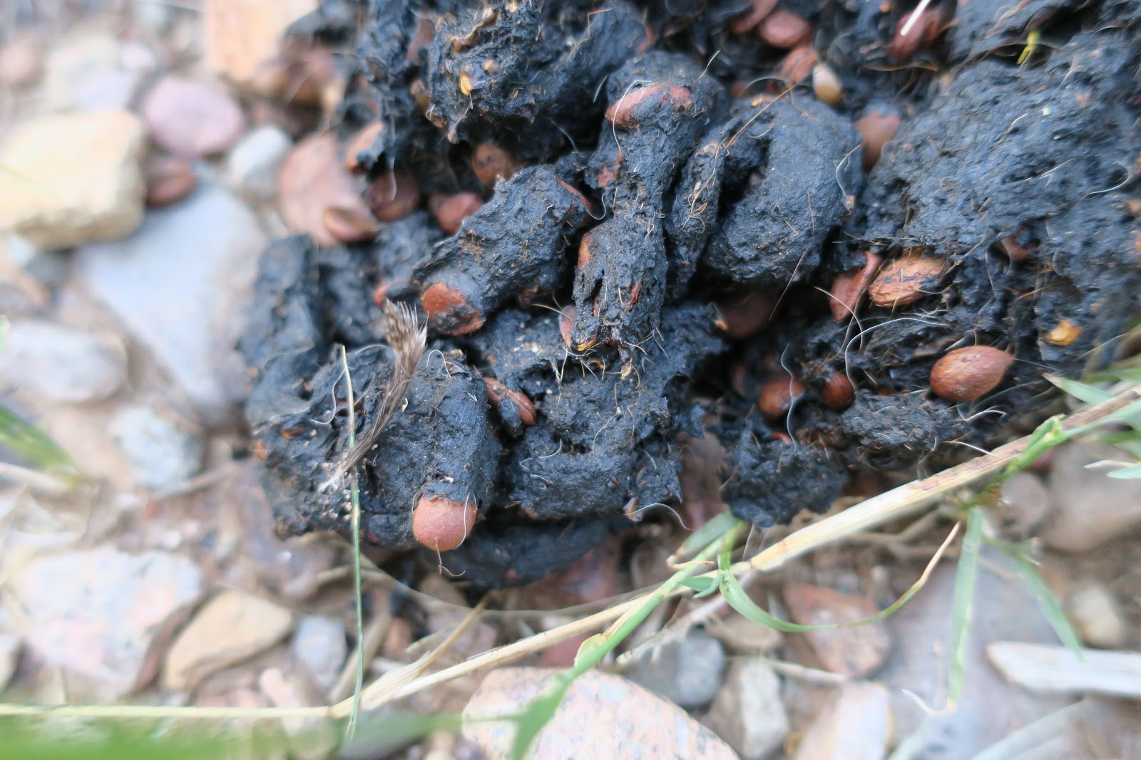 Living Rootless: Big Bend National Park: Poop and Circumstance