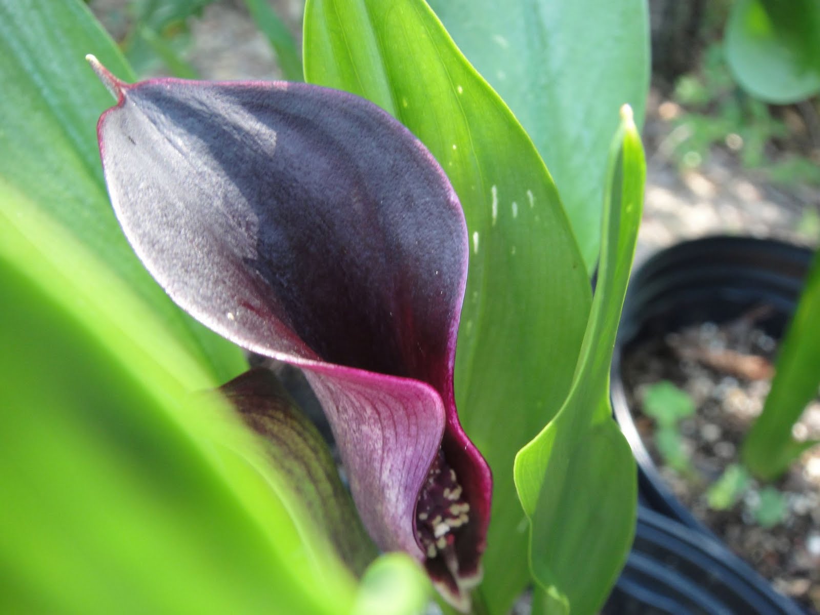 Gallery of Callas Lilies by Color: Black Calla Lilies