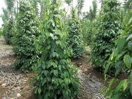 Mengulas Pengertian, Klasifikasi dan morfologi tanaman lada secara ...