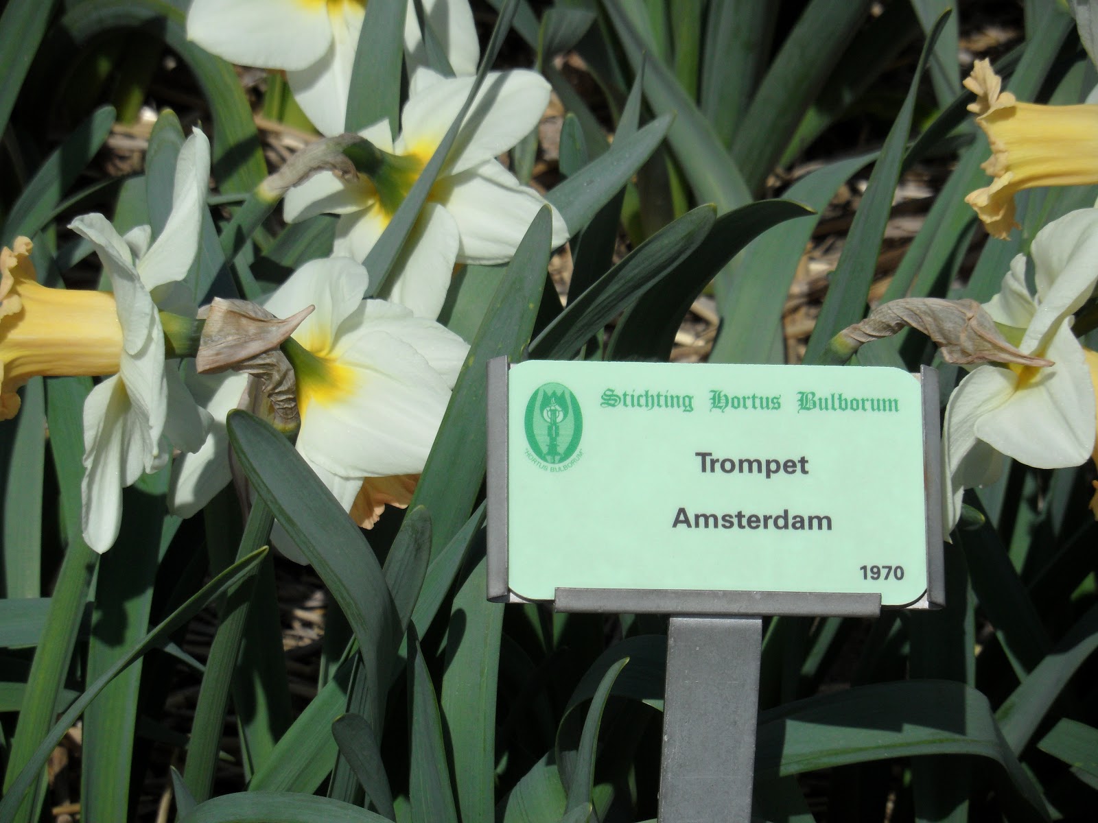 65+ and still young: Middagje Hortus Bulborum in Limmen (NH)