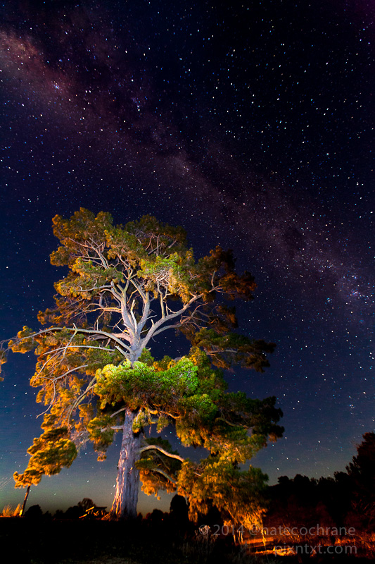 Into The Night Photography: Milky Way over Tree at Hill End