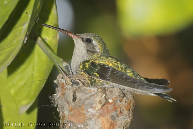 mis fotos de aves: Chlorostilbon lucidus Picaflor Verde Glittering ...