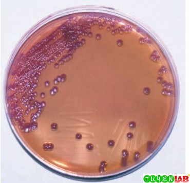 [Microbiology] Atlas of Nonfermenting and Miscellaneous Gram-Negative ...