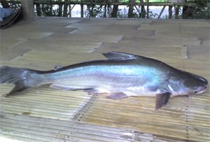 Ikan Patin Muncung