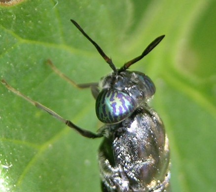 A Shed Down Under: More Bugs Than You Can Shake a Stick At.