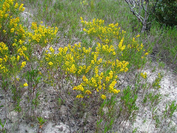 Esperance Wildflowers: Acacia cochlearis - Rigid Wattle