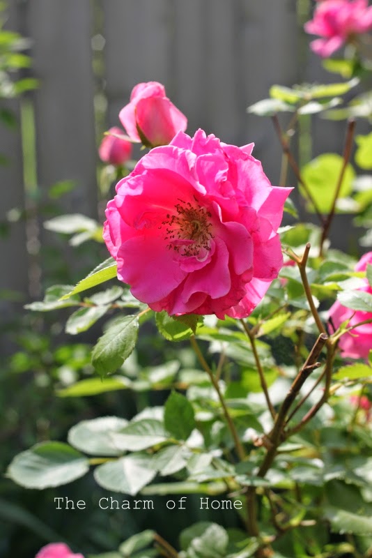 The Charm of Home: June is the Month of Roses