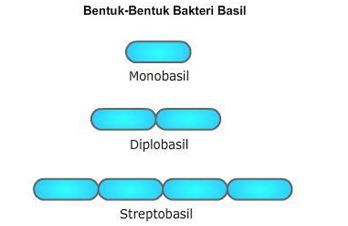 Bentuk-bentuk Sel Bakteri