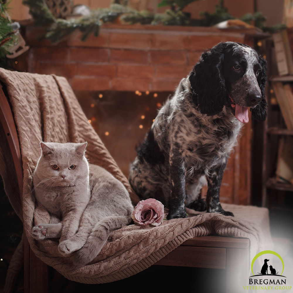 Keeping Your Pets Warm During Winter - Bregman Vet Group