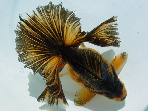 Breeder Fish ( Spesialis Fish Company ): The Types Of Koki Fish