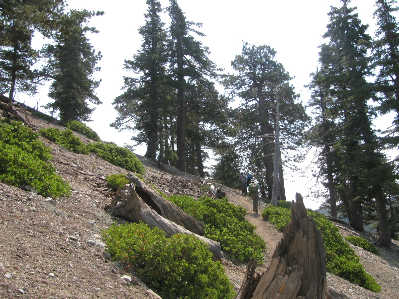 A Warm Summit At Timber Mountain | The Shaded Trail