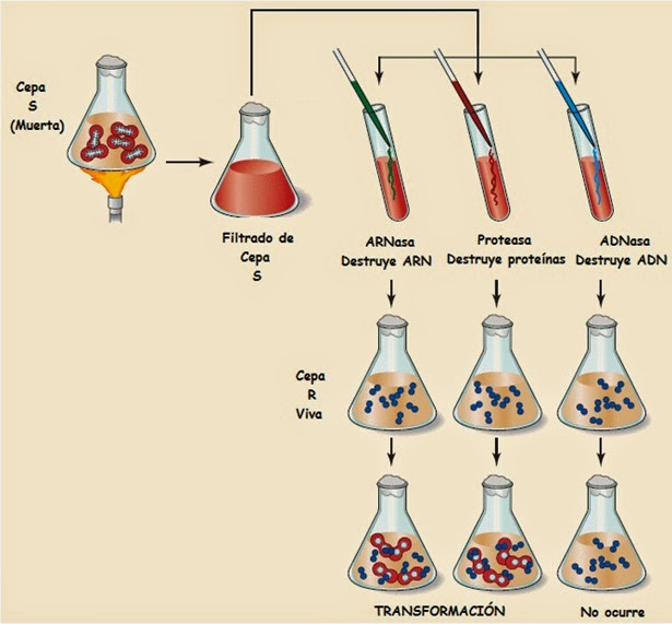 CIENCIAS JPL: EXPERIMENTOS ADN (CUARTO MEDIO)
