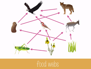Biology- Chinook Academy (Kemper): 10% rule