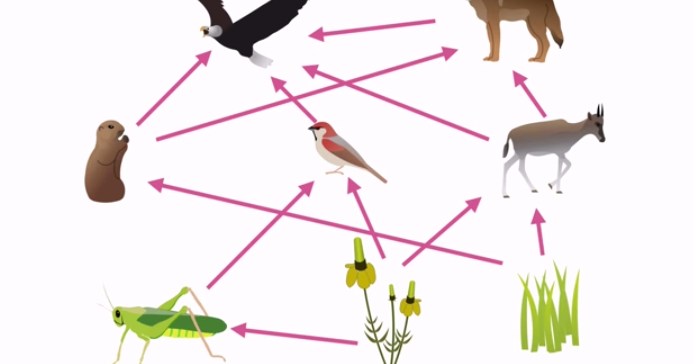 Biology- Chinook Academy (Kemper): 10% rule