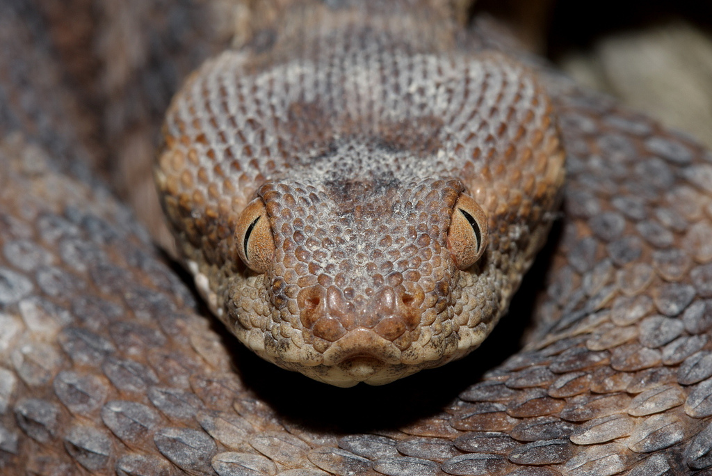 RARIMALES: CARPET VIPER