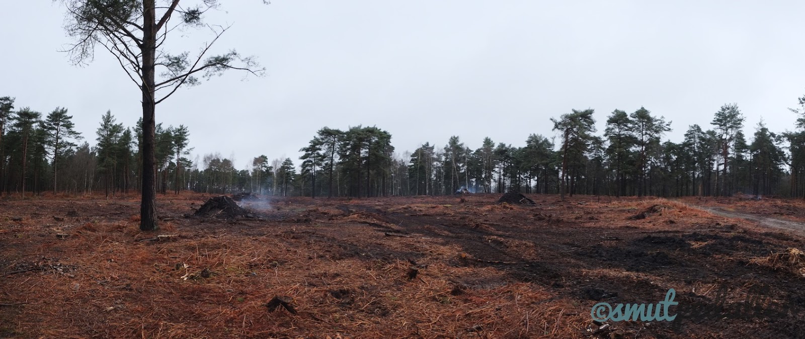 The Smut Pedaller: Surrey Hills and Winterfold Forest