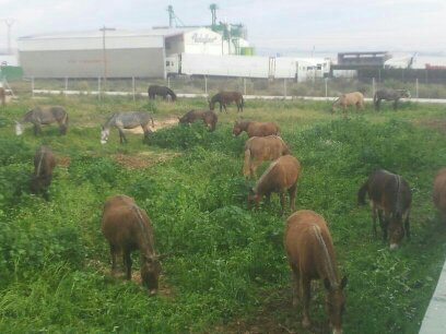 MULAS EN MURCIA: CONJUNTO DE MULAS