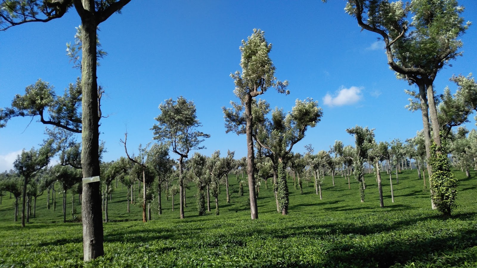 Forts of Sahyadri: A trip to Kerala - God's own country