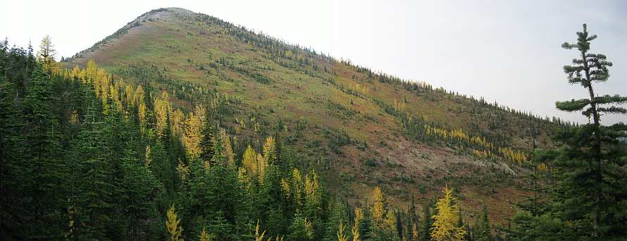 Tall Pines Hiker: Tuchuck Mountain