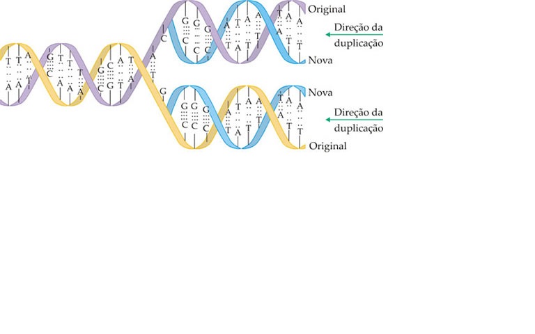 BIONEL: Duplicação do DNA