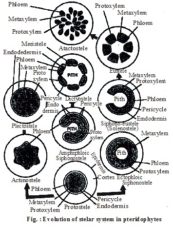 Winsome Publication: KU - Botany III - U I - 2