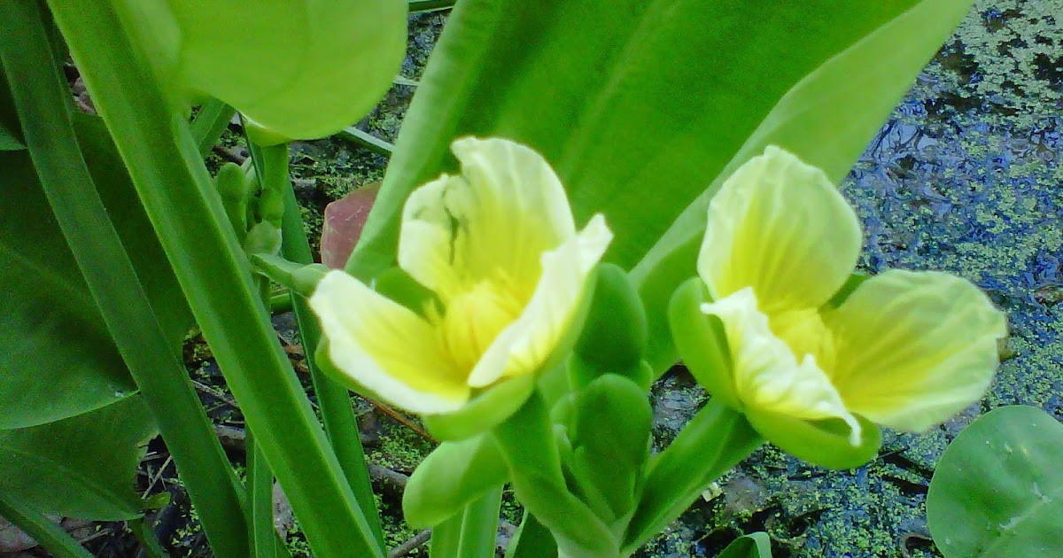 BIOLOGI GONZAGA: LIMNOCHARIS FLAVA - GENJER