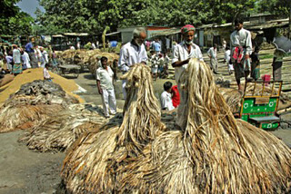 Indian Jute: Jute - Jute Cultivation and Fibre Extraction process