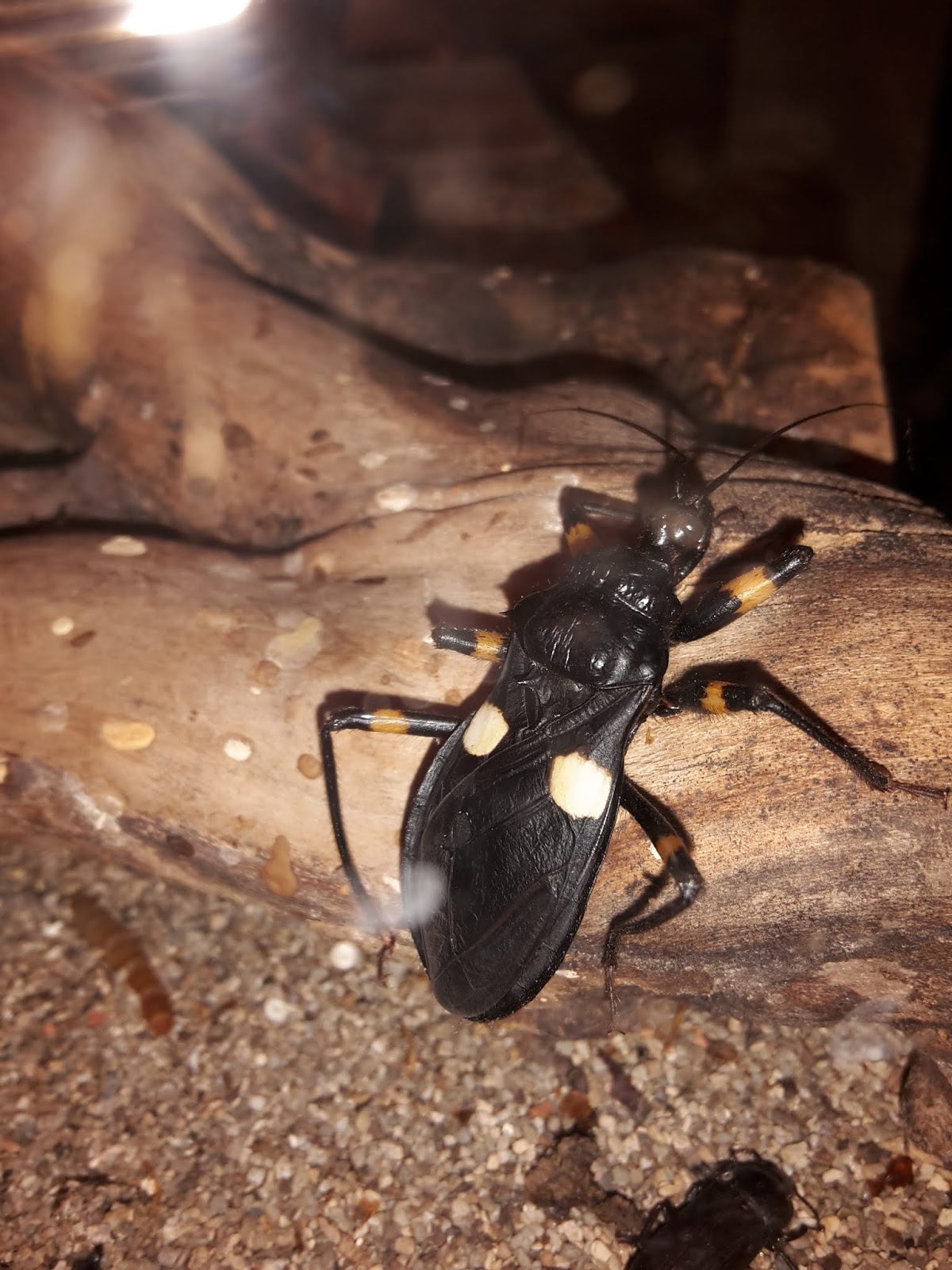 INSECT PLANET: Rincoti