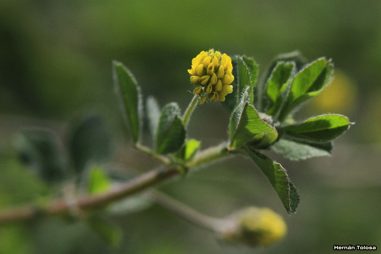 Flora Bonaerense: Lupulina (Medicago lupulina)