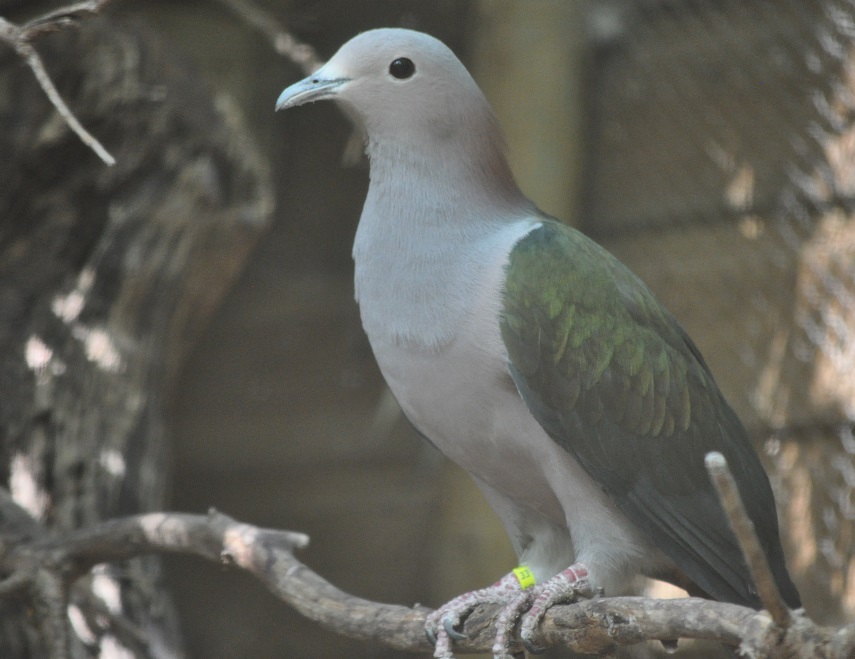 ZOOTOGRAFIANDO (6.100 ANIMALS): DÚCULA VERDE / GREEN IMPERIAL-PIGEON ...