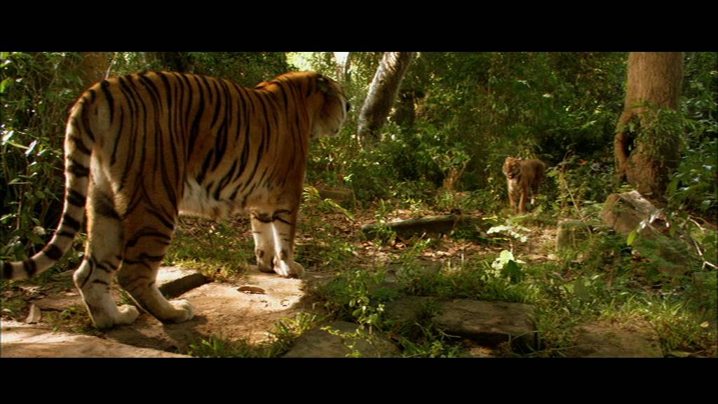 Elokuvahömppää: Two Brothers (Tiikeriveljekset)