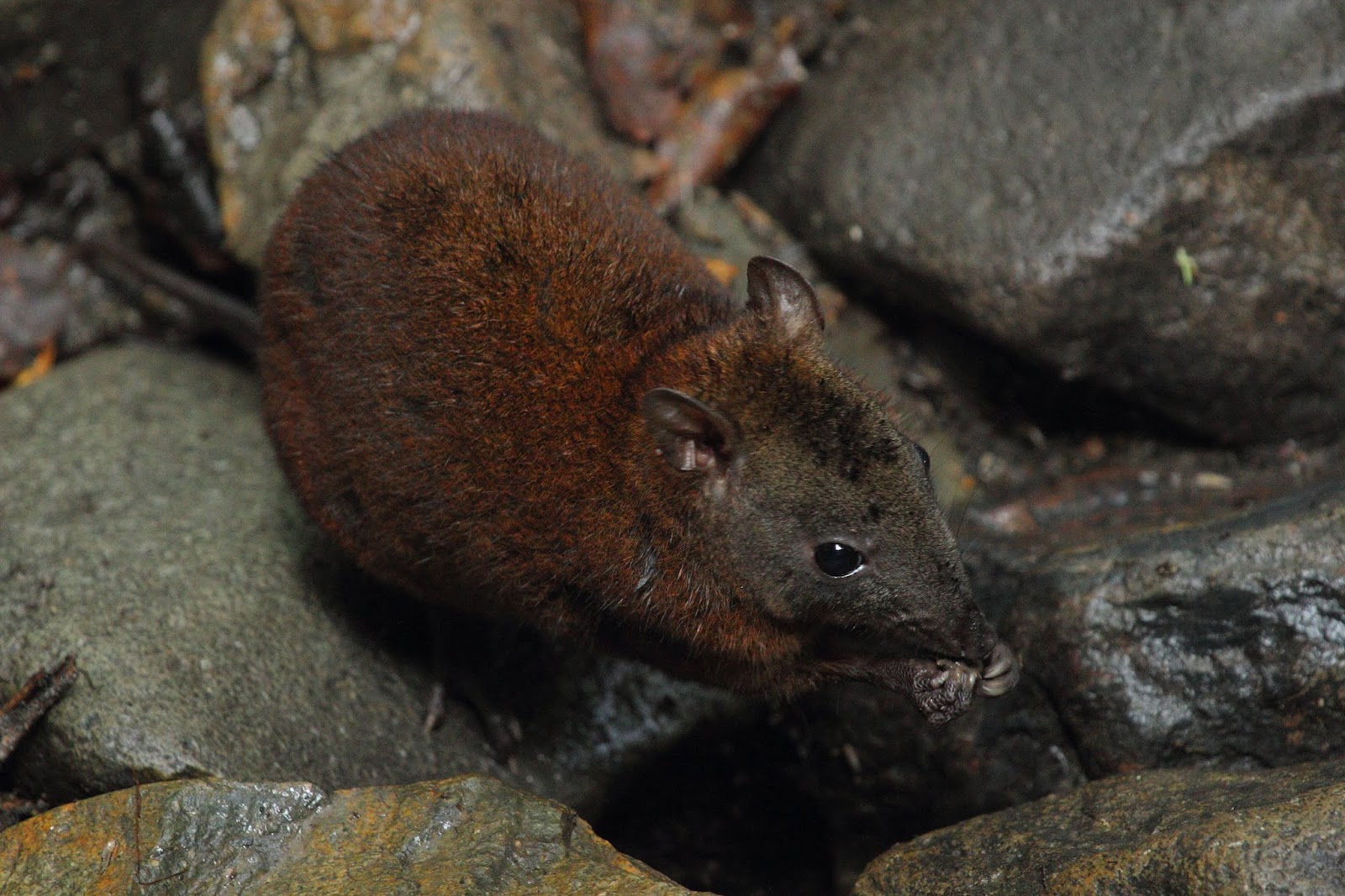 Mamíferos: Hypsiprymnodon moschatus