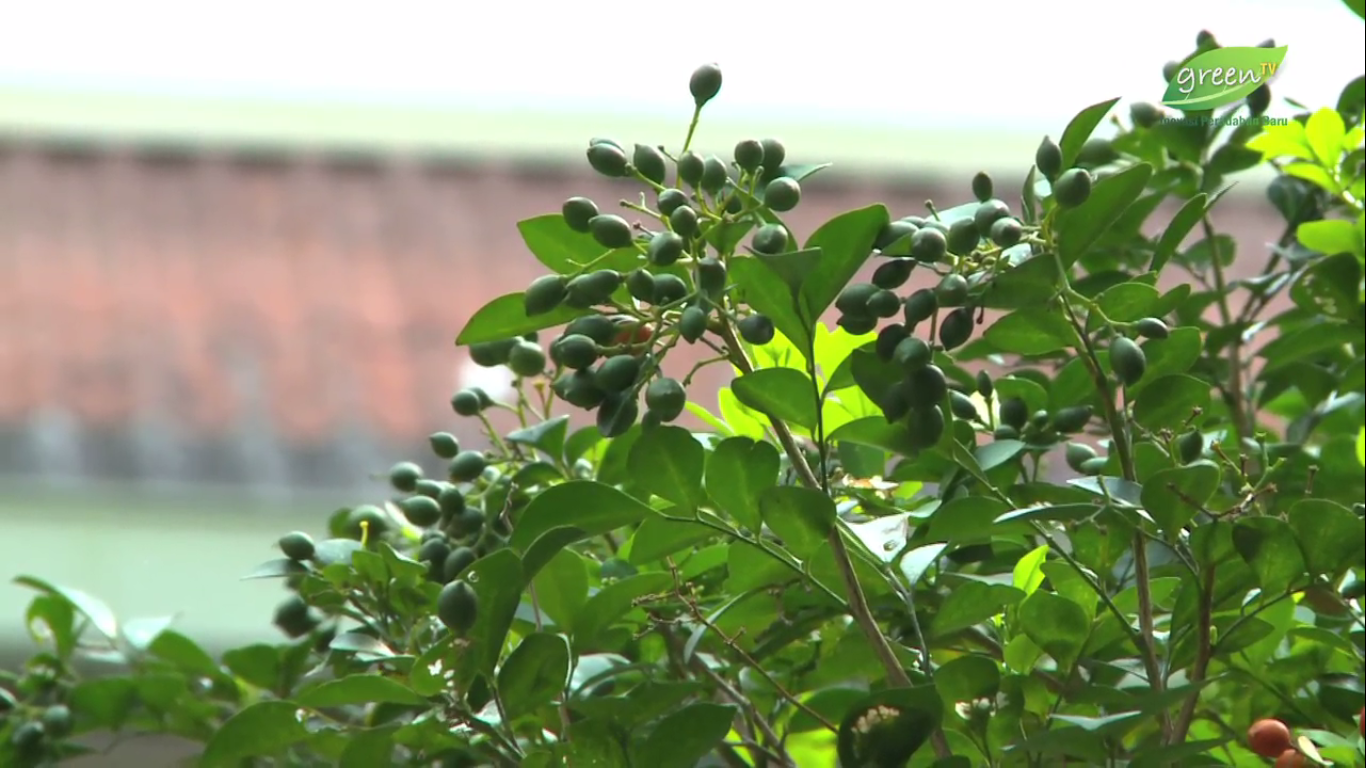 Informasi Kesehatan Alami: KHASIAT KEMUNING