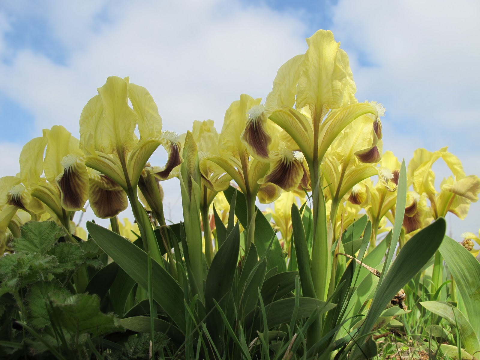 FLORA NEL SALENTO e.. anche altrove: Iris pseudopumila Tineo ...