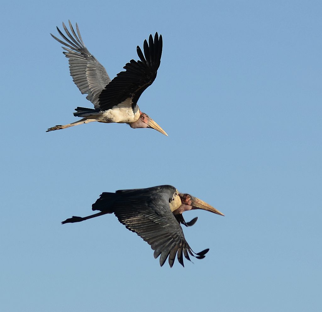 Elsen Karstad's 'Pic-A-Day Kenya': Marabou Stork, Nairobi Park, Kenya