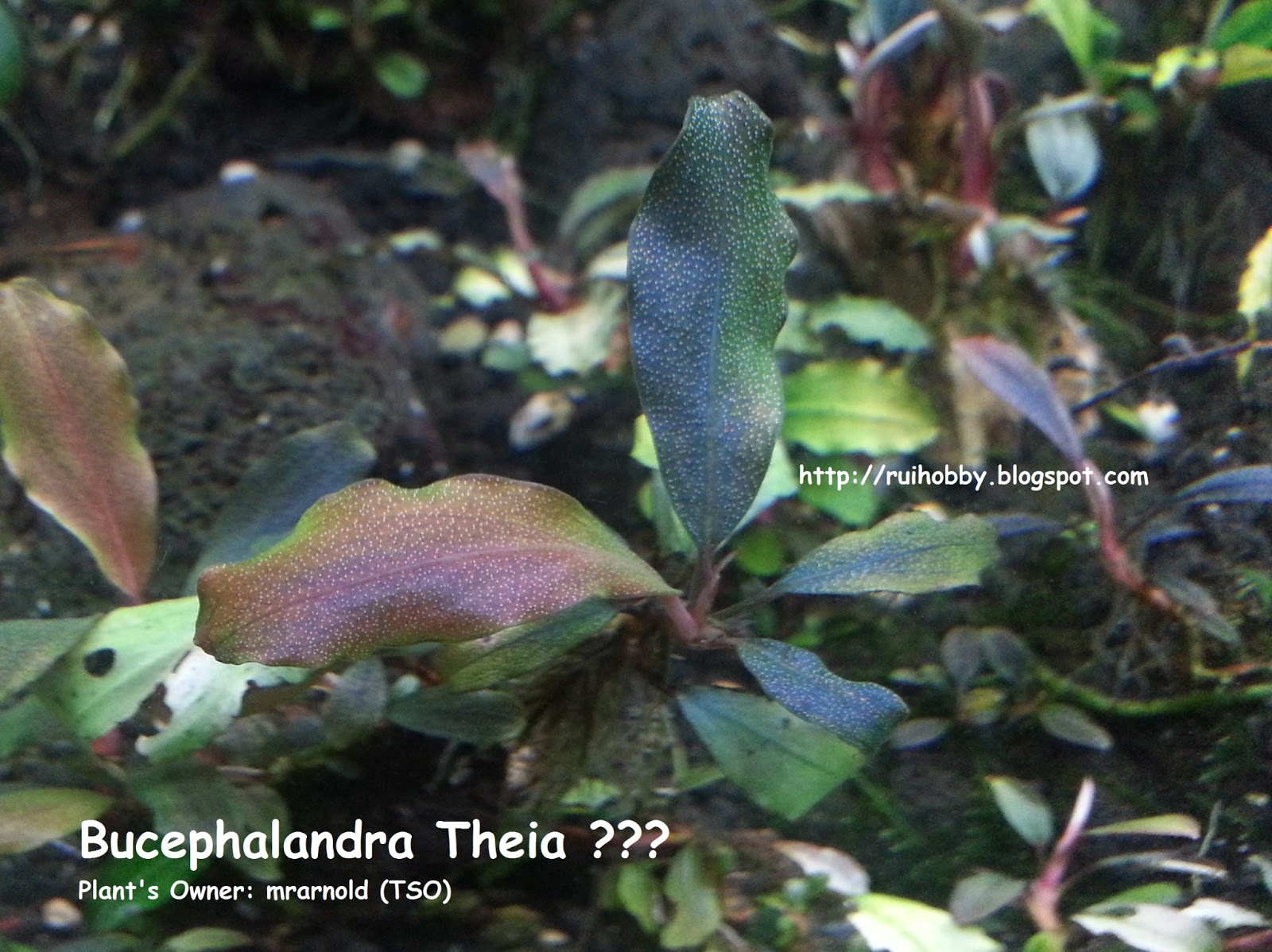 Rui's Hobby - Bucephalandras: 2 sp of Unknown Bucephalandra Theia