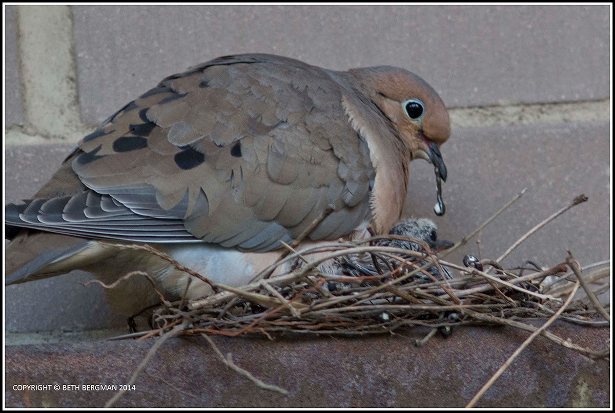 The Beth Lenz: The dove family
