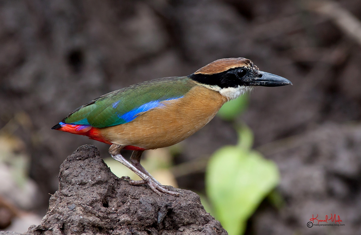 SOUTH EAST ASIA BIRDS - Malaysia birds paradise: March 2013