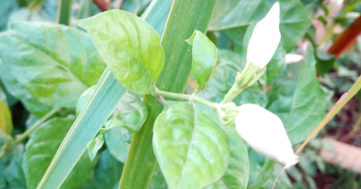 Garden Care Simplified: Mogra Plants and Big Mogra Flowers Flowering Tips