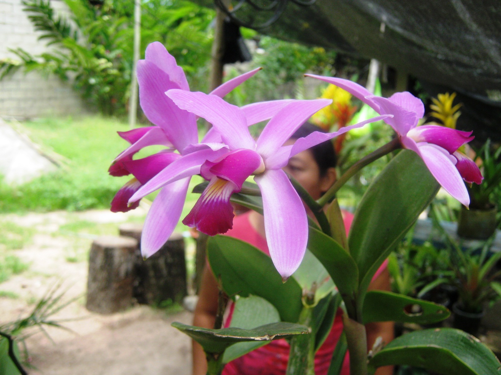 APUNTES - REVISTA DIGITAL DE ARQUITECTURA: Flores y plantas de la Selva ...