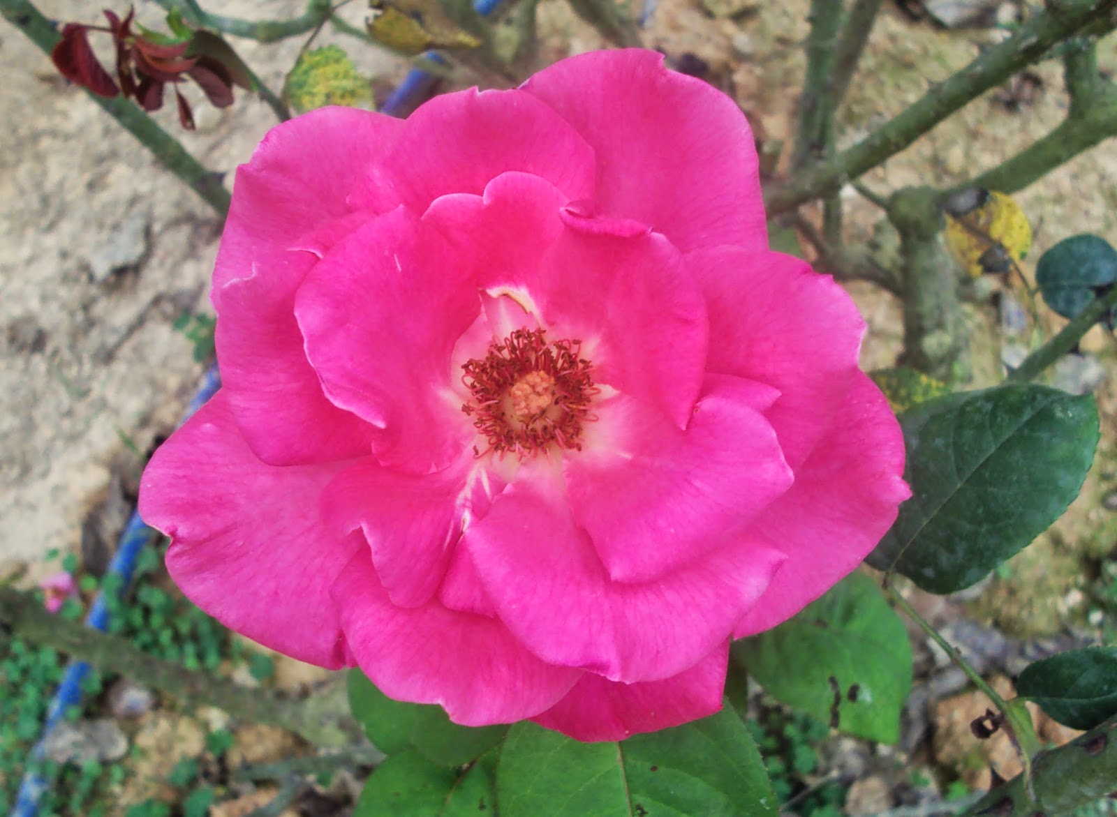 Hang Kebun: INDAHNYA BUNGA DI CAMERON HIGHLANDS