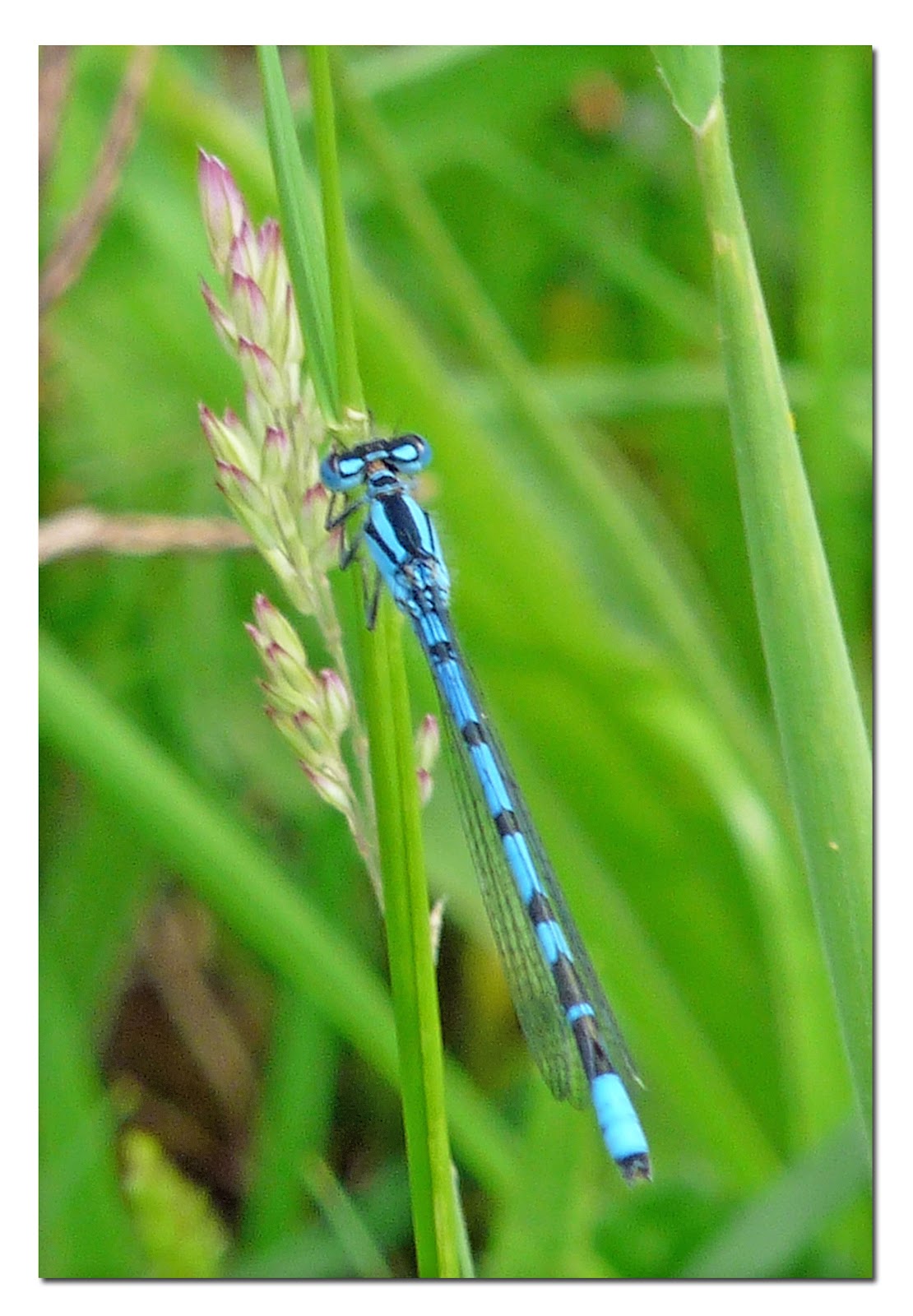 Wild and Wonderful: Odonata (7): Damselflies