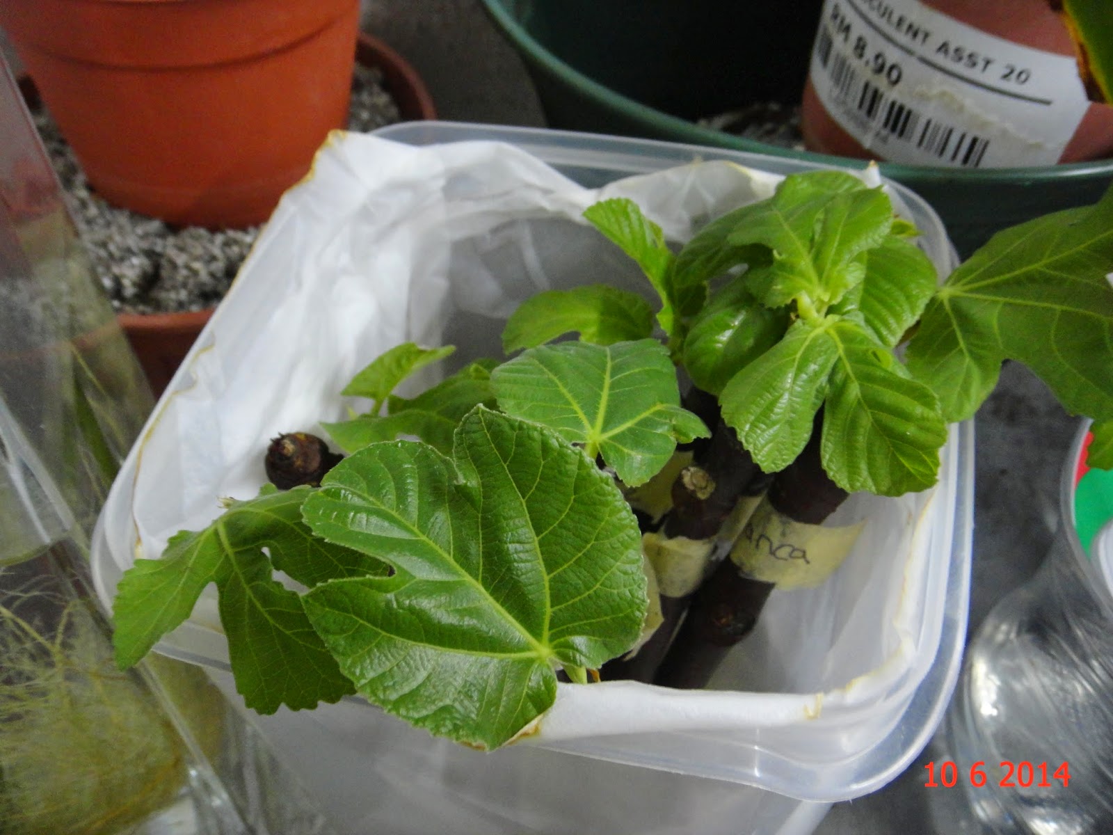 Experimental Farming: Wood Vinegar, Pyroligneous Acid.