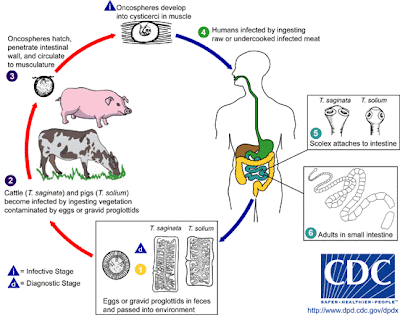 Infection Landscapes: Tapeworms
