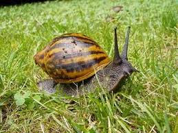 VOGELMARKT EN KARAKOLLEN