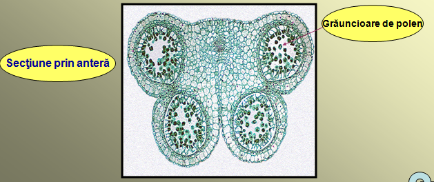 Biologia : Funcțiile fundamentale ale plantelor: funcția de reproducere
